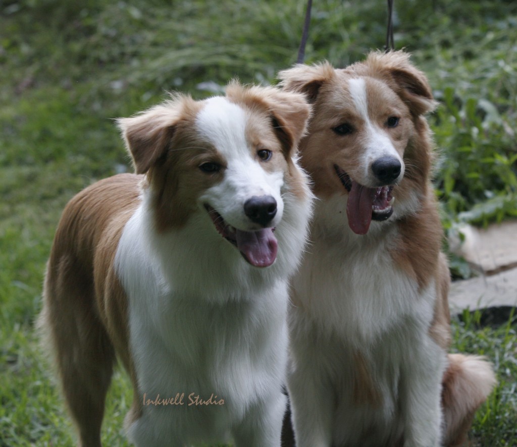 Color Clashes - Australian Shepherd Health & Genetics Institute