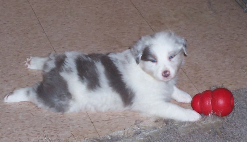 Australian Shepherd Red Merle Dilute