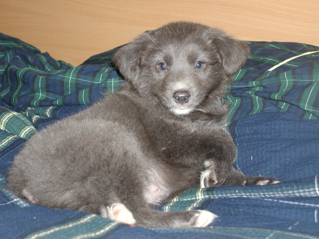 Dilute Color and Dilution Spots - Australian Shepherd Health & Genetics ...