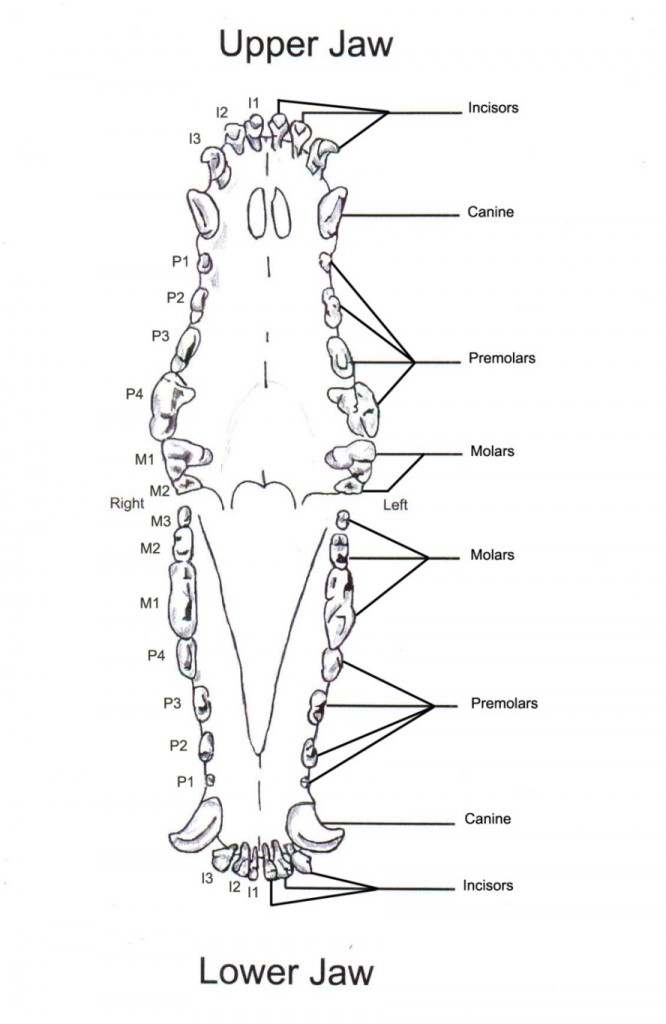 Zahnschema - Australian Shepherd Health & Genetics Institute