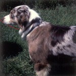 Dilute Color and Dilution Spots - Australian Shepherd Health & Genetics ...