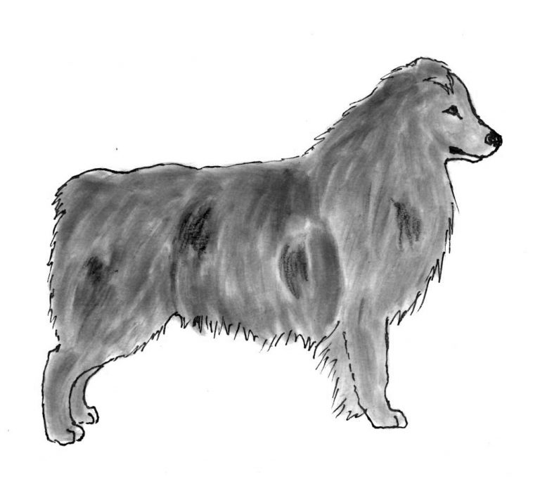 Understanding Merle and the Science Behind It - Australian Shepherd ...