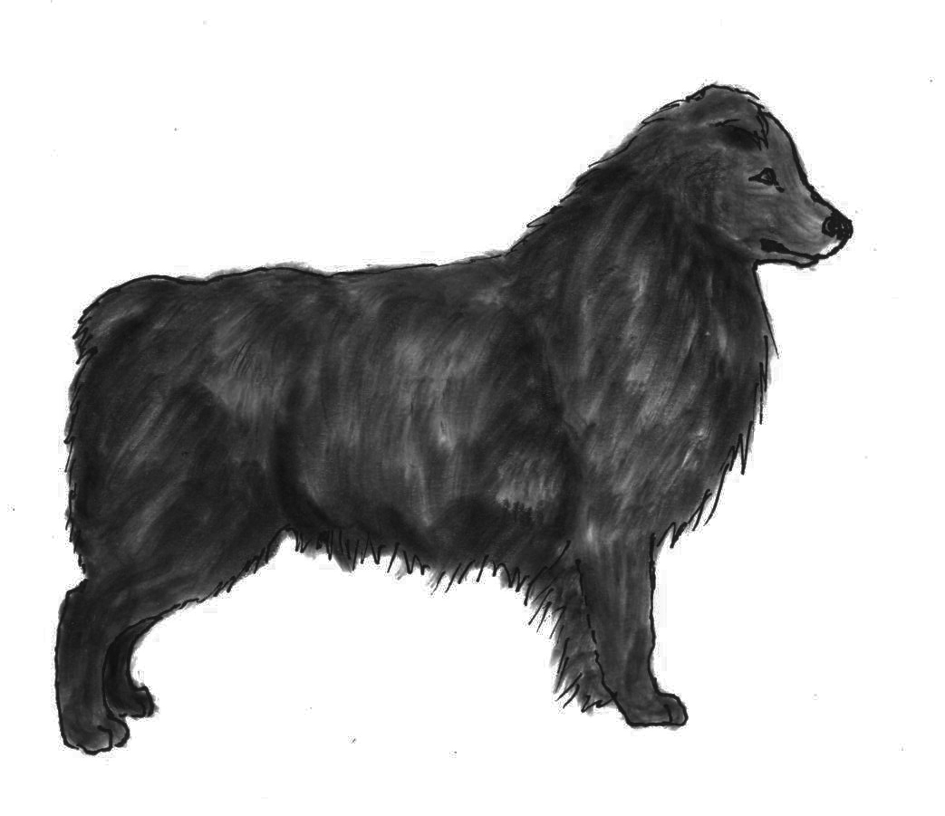 Understanding Merle and the Science Behind It - Australian Shepherd ...