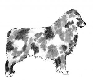Understanding Merle and the Science Behind It - Australian Shepherd ...
