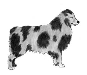 Understanding Merle and the Science Behind It - Australian Shepherd ...