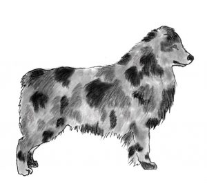 Understanding Merle and the Science Behind It - Australian Shepherd ...