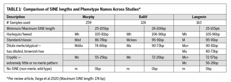 Understanding Merle and the Science Behind It - Australian Shepherd ...