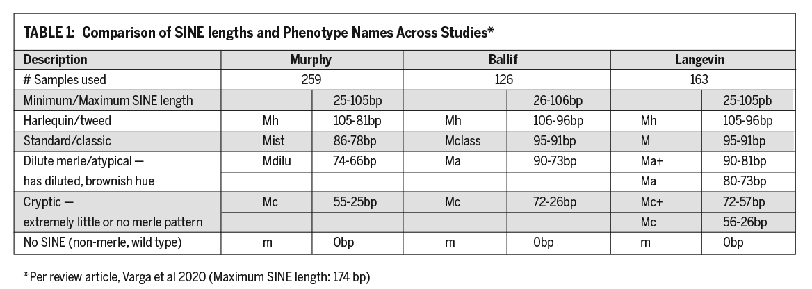 Understanding Merle and the Science Behind It - Australian Shepherd ...