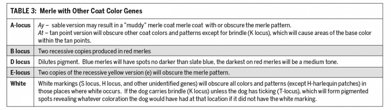 Understanding Merle and the Science Behind It - Australian Shepherd ...