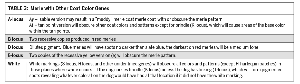 Understanding Merle and the Science Behind It - Australian Shepherd ...