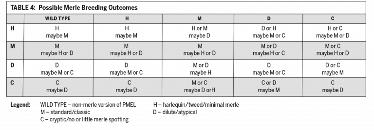 Understanding Merle and the Science Behind It - Australian Shepherd ...