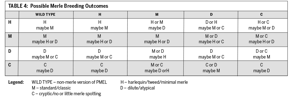 Understanding Merle and the Science Behind It - Australian Shepherd ...